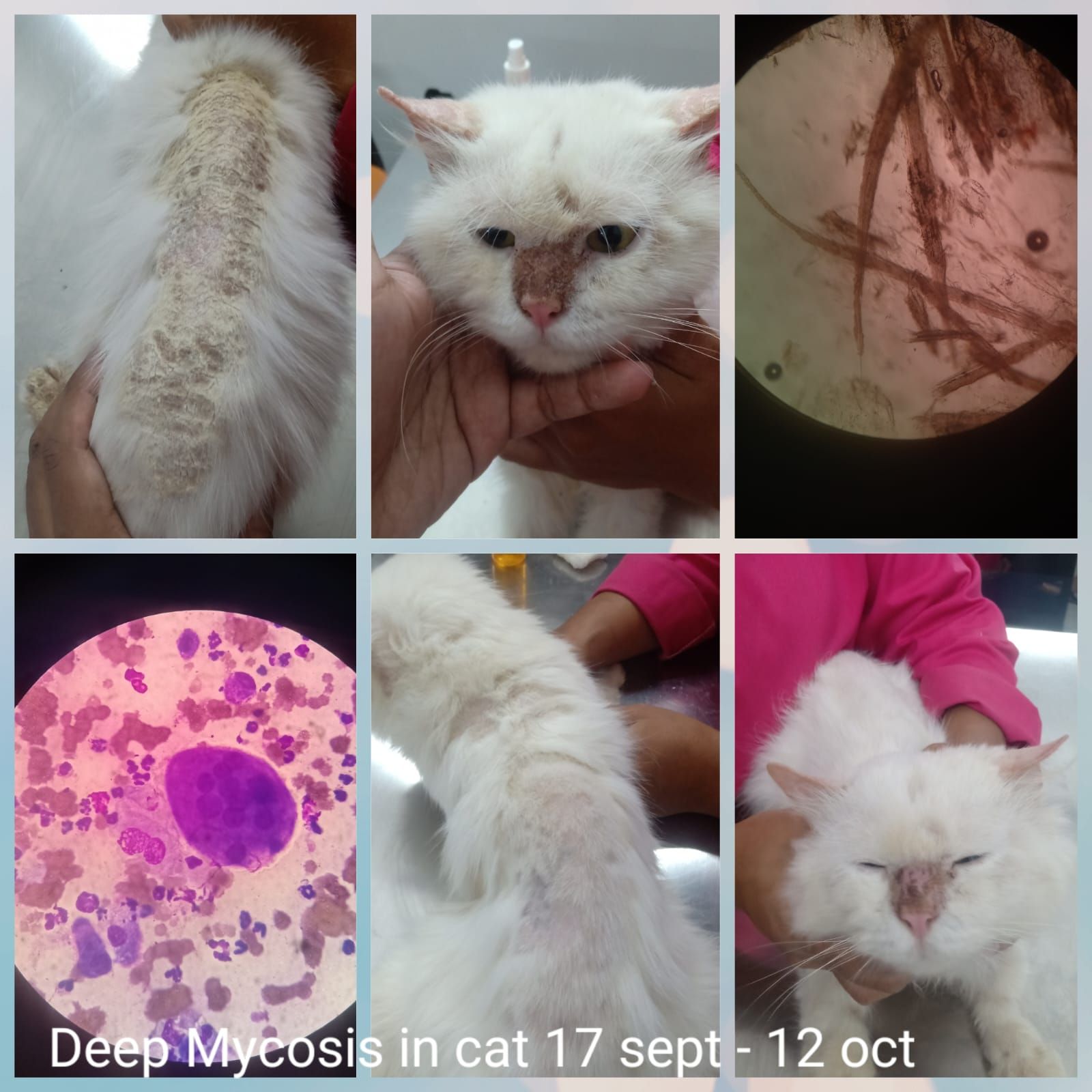 Pembasmian Kutu Kucing dan Anjing - Sobat Satwa