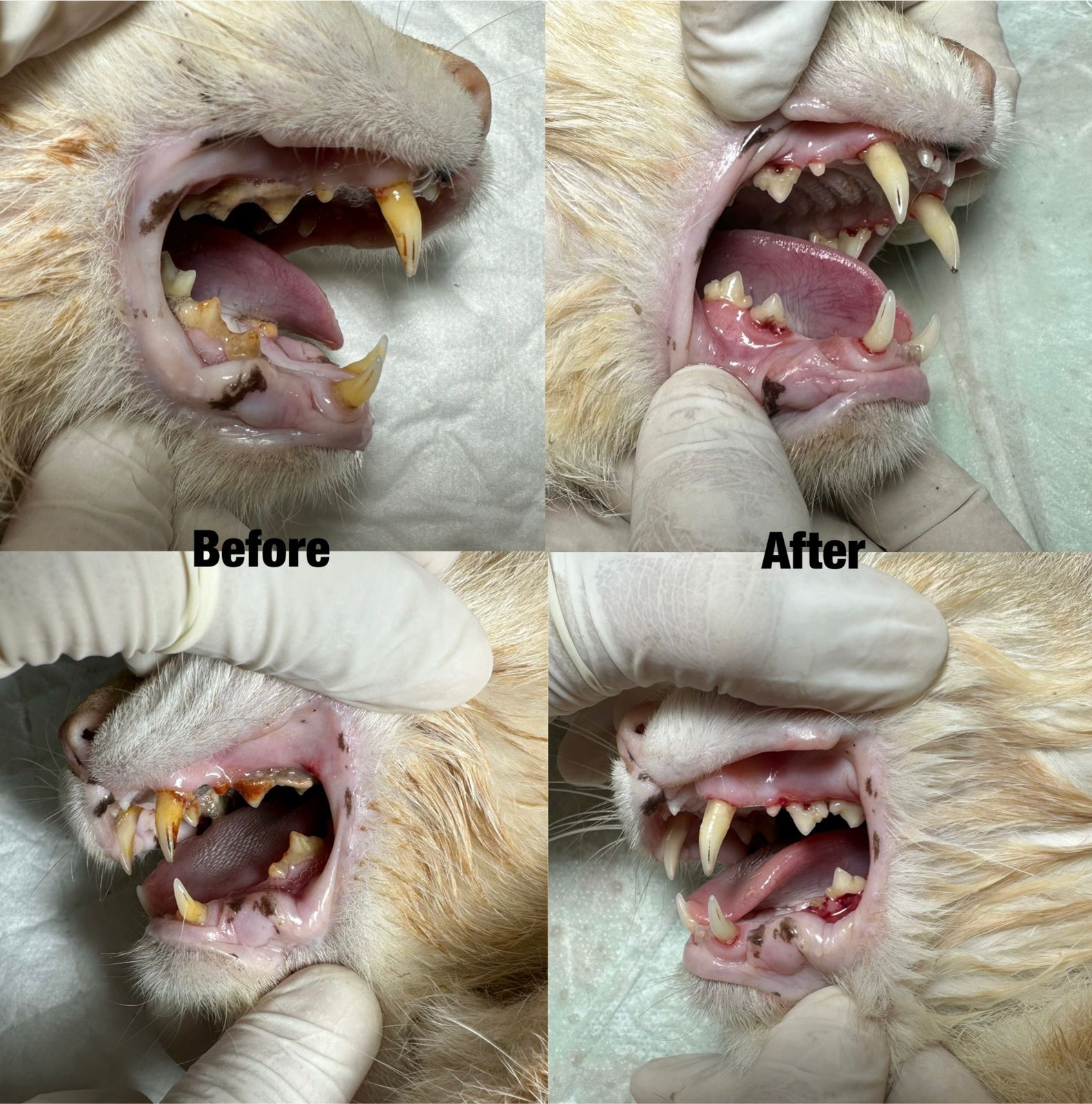 Perawatan Gigi Kucing - Sobat Satwa